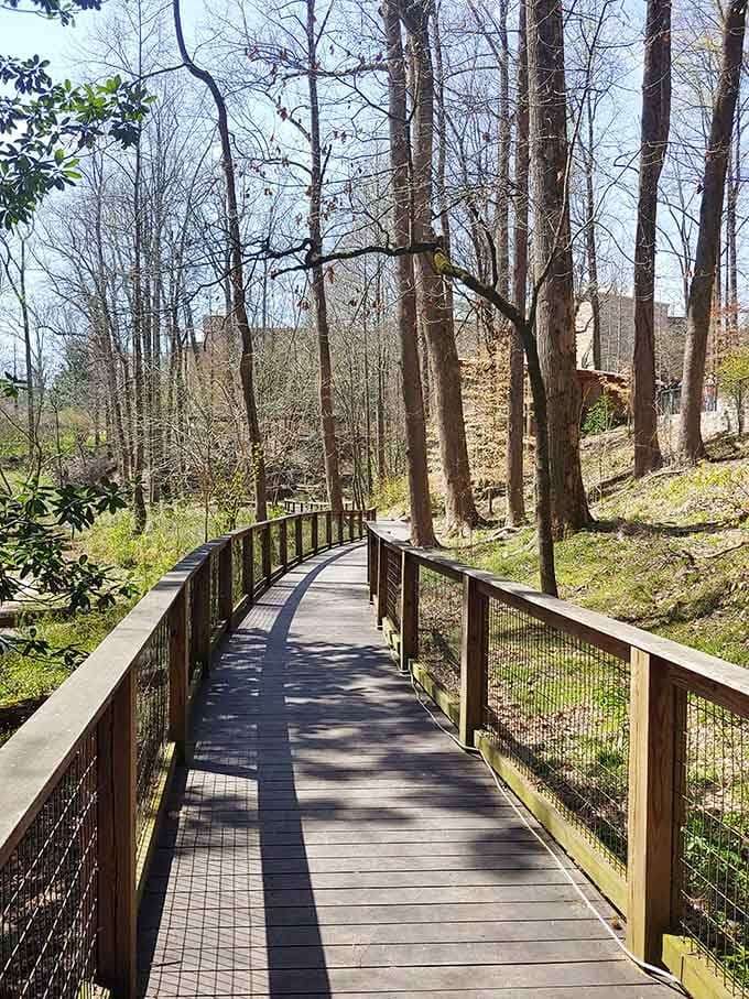 Sunlight dancing through the canopy onto a wooden path that winds through centuries of Georgia history standing tall.