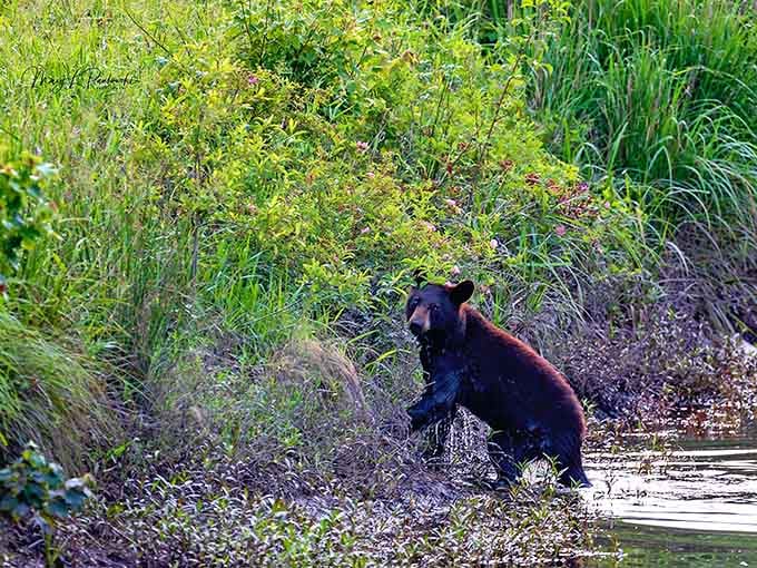 The Bear Safari In North Carolina That's One Of The Best Kept Secrets ...