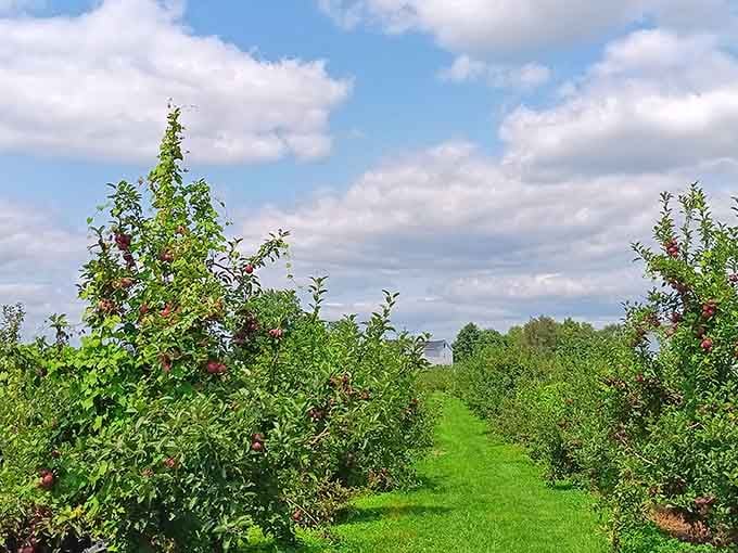 Rows of apple trees stretching toward the horizon like nature's own grocery store, except everything tastes better.