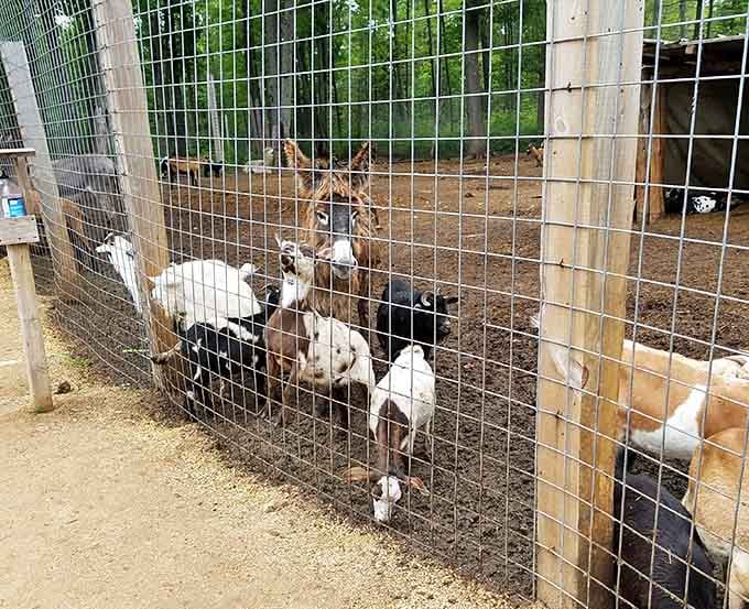 These adorable goats are always ready to greet visitors and happily accept treats from excited kids at the zoo.