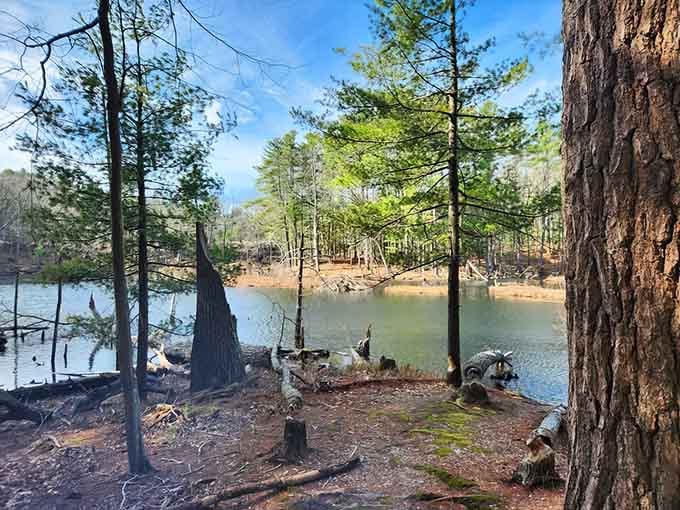 Through the pines, Walden Pond reveals itself like nature's best-kept secret waiting to be discovered.