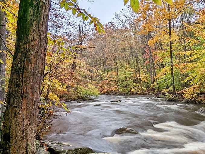 Nature's own amphitheater, where the only performance you need is sunlight filtering through leaves and pure oxygen.