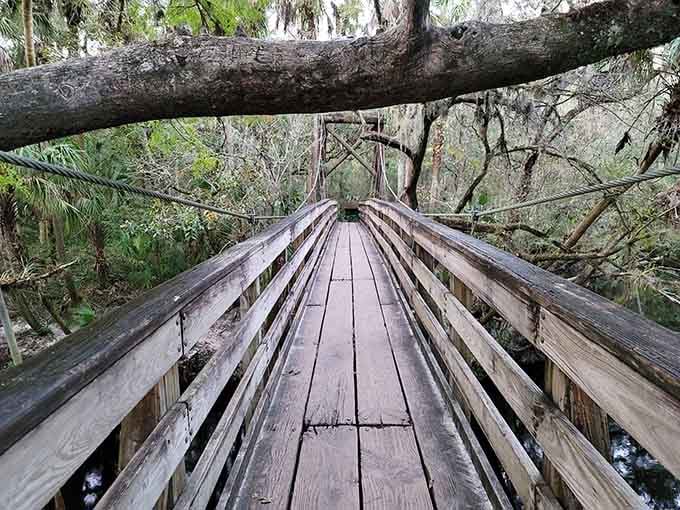 This weathered wooden bridge stretches into a jungle canopy that looks straight out of an adventure movie.