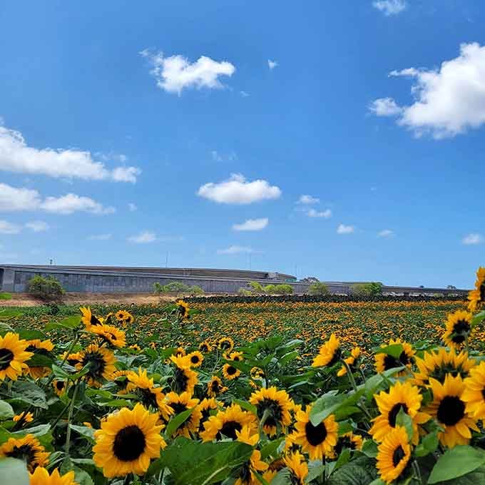 Golden faces stretching toward the sky, proving that happiness really does grow in fields.