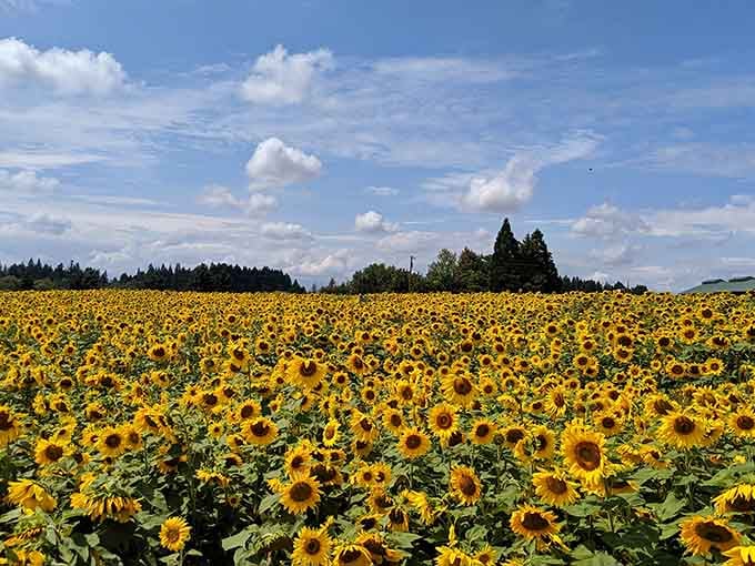 Golden waves stretch endlessly, proving that happiness really does grow in fields and bloom spectacularly bright.