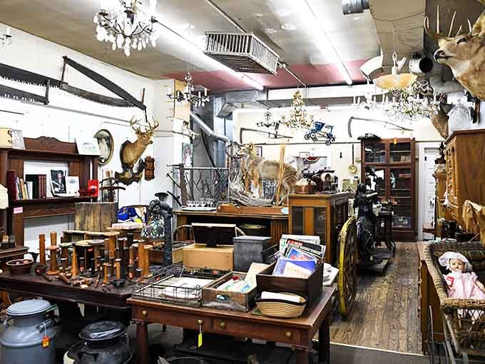 Where chandeliers meet taxidermy and nobody bats an eye at Audrey's Place Thrift Store in Indianapolis.