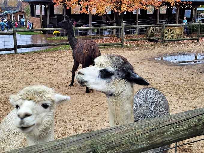 These alpacas have mastered the art of photobombing, proving that Michigan's most entertaining residents have four legs.