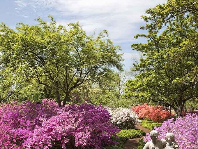 Spring explodes with vibrant azaleas in shades of pink, purple, and coral, creating a colorful wonderland that'll take your breath away.