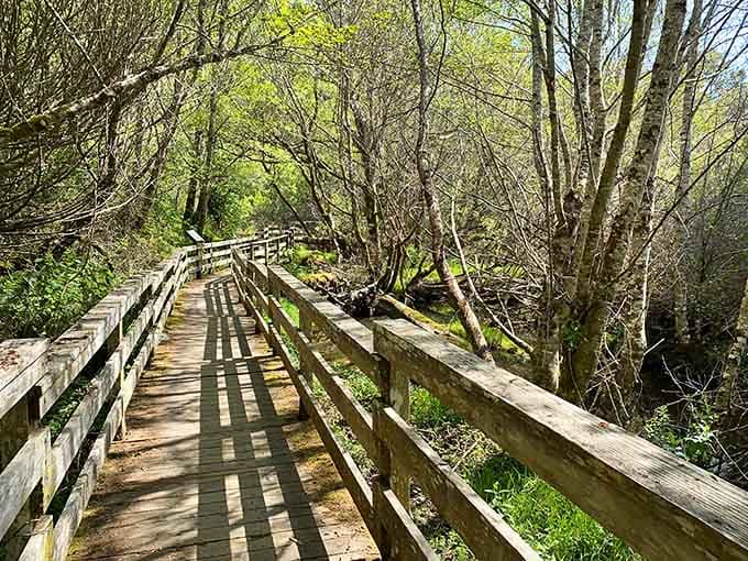 The boardwalk through the forest feels like nature's own hallway to somewhere magical and mysterious.