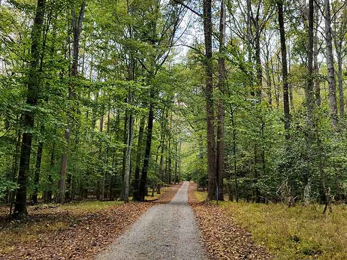 Those towering trees and leaf-scattered paths are basically nature's way of saying "slow down and breathe already."