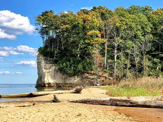 Those cliffs aren't just pretty, they're ancient time capsules dropping shark teeth like nature's own vending machine.