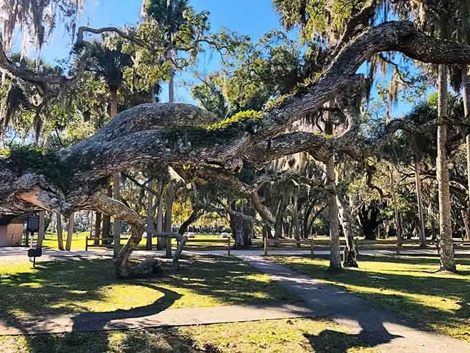 These ancient oaks have seen more Florida history than any textbook could capture, their twisted branches creating natural cathedral arches overhead.