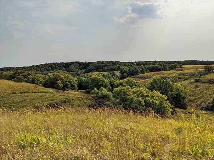 Where golden prairie grasses meet dense woodland in a landscape that shouldn't exist but gloriously does.