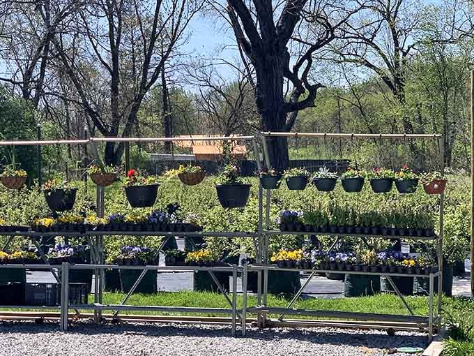 Hanging baskets of colorful flowers create a cheerful garden center atmosphere that makes you want to buy everything.