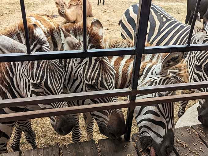 When zebras line up like a living barcode scanner, you know you've found Indiana's wildest lunch rush.