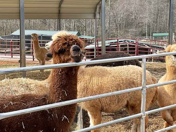 That alpaca's hairstyle is giving serious 1980s rock star vibes, and honestly, it's working for them.