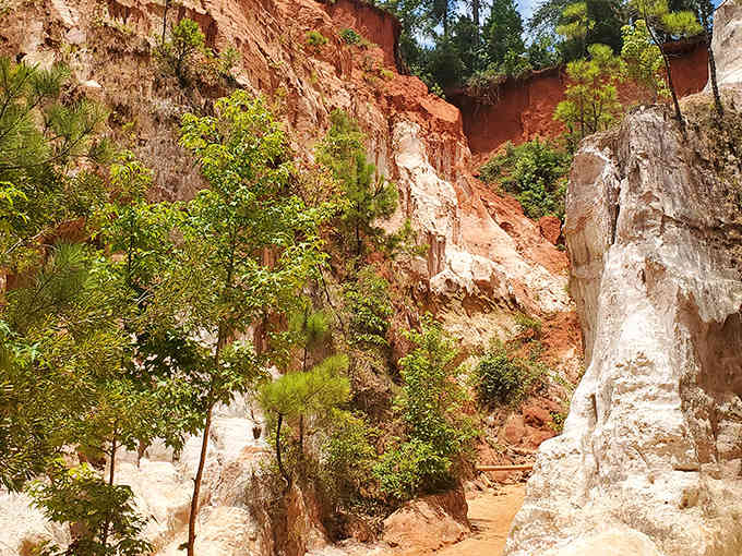 Nature's layer cake reveals itself in towering walls of pink, orange, and cream sediment framed by resilient pines.