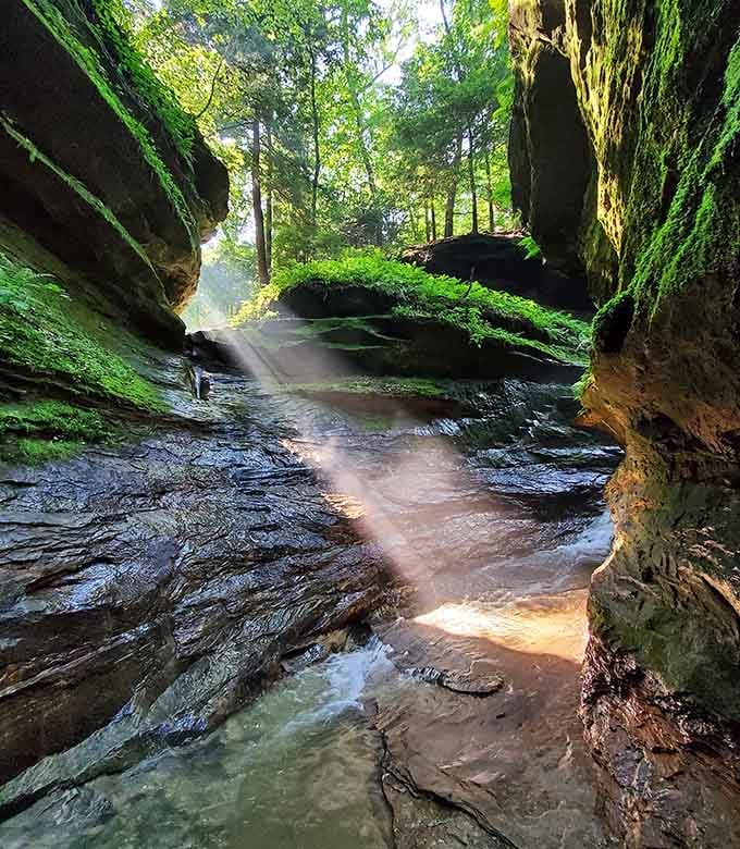 Sunlight pierces through emerald moss and ancient sandstone like nature's own cathedral lighting system.
