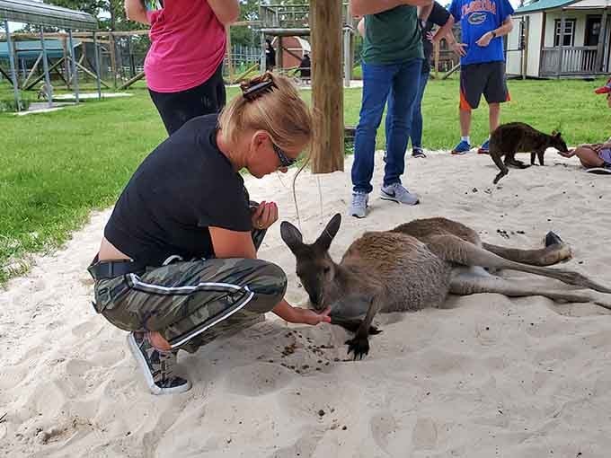 Hand-feeding a kangaroo in Florida proves you don't need a passport to have an authentic Australian wildlife encounter today.