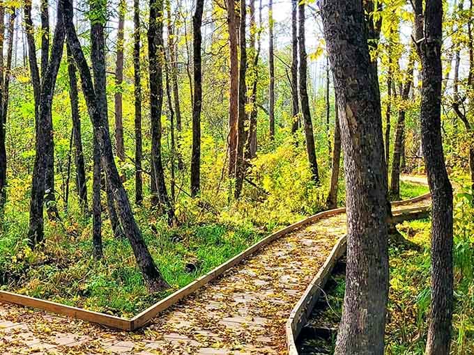 This wooden pathway winds through nature like a golden ticket to tranquility, minus the chocolate factory chaos.