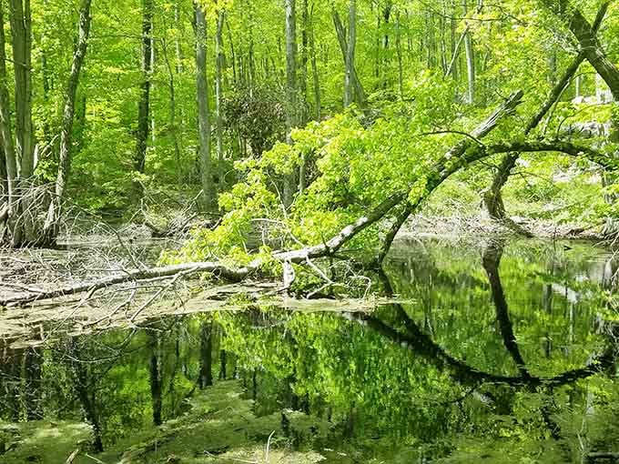 When nature creates mirror images this perfect, you don't need a fancy art gallery membership.