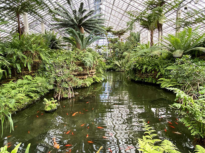 Those koi have the right idea &ndash; living in eternal summer while Chicago freezes outside their glass paradise.