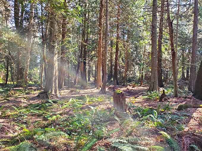 Sunbeams pierce the canopy like nature's own spotlight, illuminating moss-covered logs and fern-carpeted forest floors awaiting discovery.