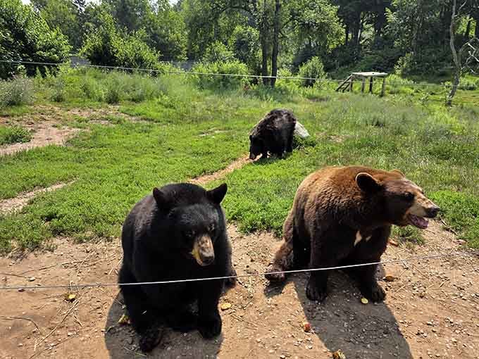 When the whole crew shows up for snack time, it's like a family reunion with significantly more fur.