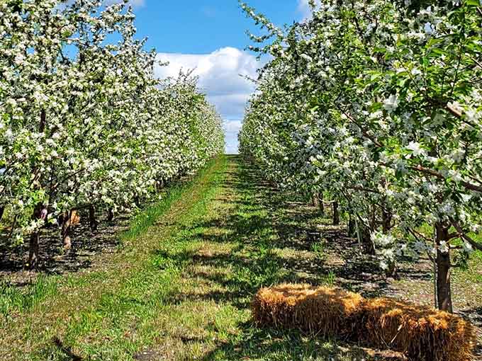 The beautiful blossoms are out, making the farm look like a dream. It is such a scenic spot for everyone.