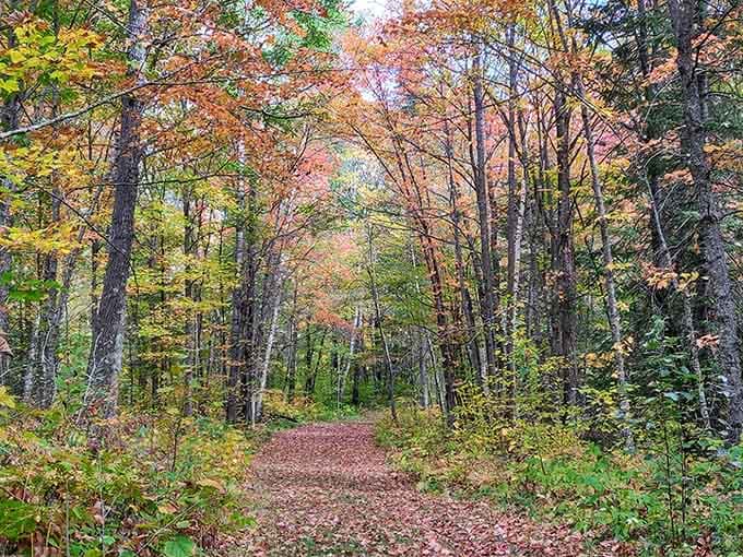A trail carpeted in autumn leaves, inviting you deeper into Minnesota's most underrated wilderness escape.