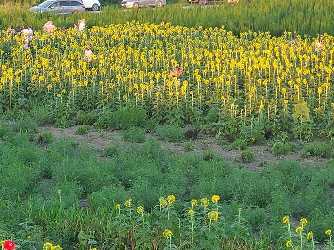 When the sunflowers bloom, visitors flock here like it's the hottest concert ticket in town, and honestly, can you blame them?