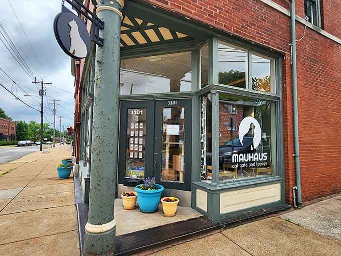 Corner charm meets feline paradise at this Maplewood gem where coffee culture gets a whisker-twitching upgrade.