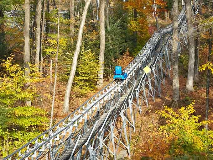 Fall foliage from a mountain coaster beats any scenic overlook, especially when you're the one controlling the velocity.