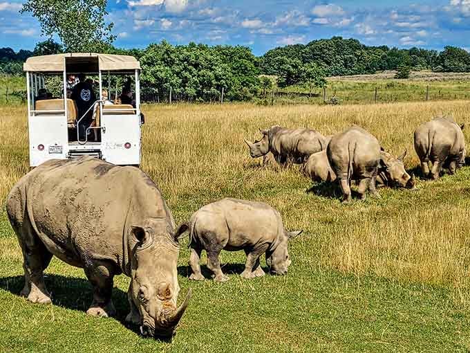 Rhinos grazing peacefully while visitors watch in awe, proving Ohio's wildlife scene is seriously underrated and wonderfully unexpected.