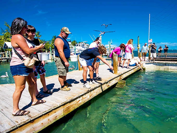 The welcoming committee at Robbie's includes fish bigger than your carry-on luggage and twice as enthusiastic about breakfast.