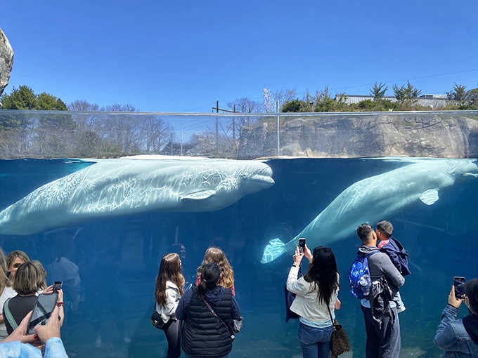 Its modern entrance canopy isn't just for show – it's your gateway to this underwater world that'll blow your mind.