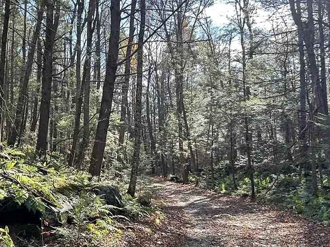 This peaceful forest path is your gateway to one of Massachusetts' best-kept secrets, just waiting around the bend.