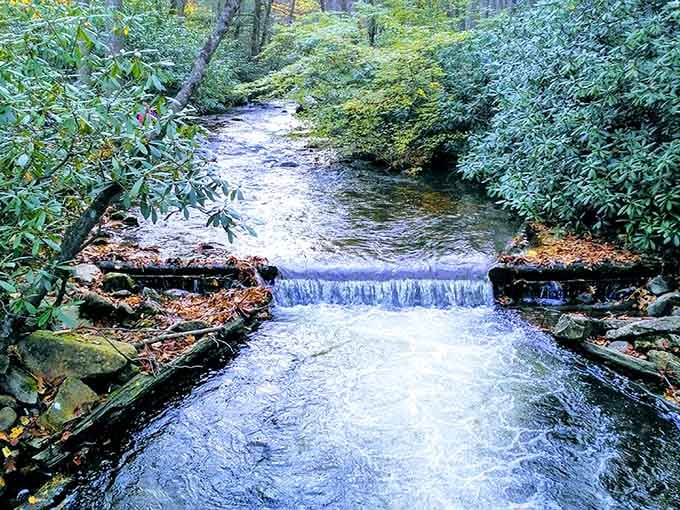 Crystal-clear water flowing through lush greenery proves that paradise doesn't need to be tropical or far away.