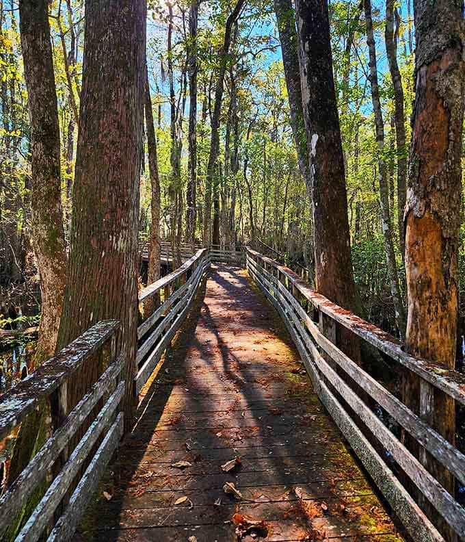 Golden light dances across weathered planks leading into a forest cathedral where thousand-year-old trees still stand guard.