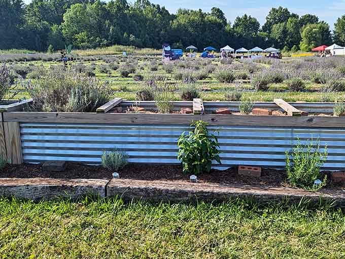 Raised beds and lavender plants creating an organized paradise that would make Marie Kondo genuinely smile with approval.