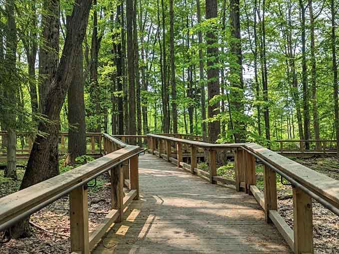 These boardwalk trails wind through the forest like a choose-your-own-adventure book, except every path leads somewhere magical.