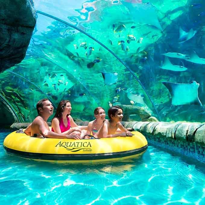 When someone finally figured out how to combine marine biology class with pure adrenaline-fueled joy.