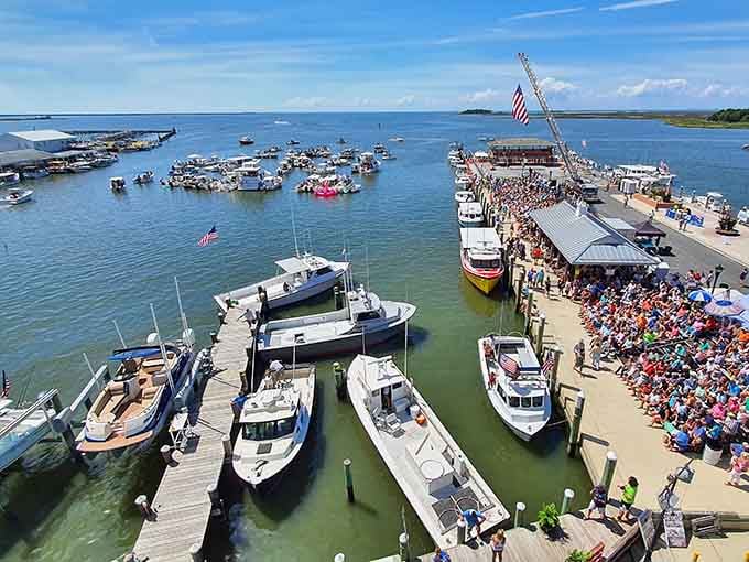 When thousands gather to watch crustaceans compete, you know you've found Maryland's most authentic waterfront celebration.