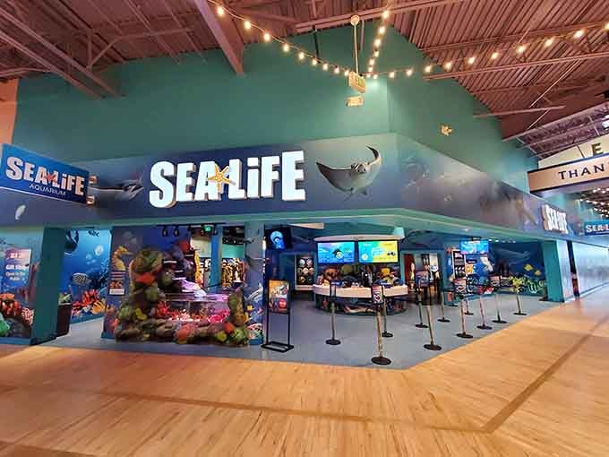 That entrance promises underwater adventures, and those colorful decorations aren't lying about what's waiting inside for you.