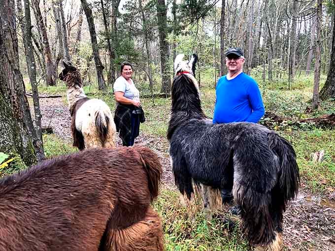Meet the welcoming committee at Lower Sherwood Farm, where fluffy personalities greet every visitor with curiosity.