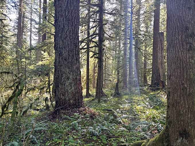 Golden light filters through towering conifers, transforming an ordinary forest path into something straight from a storybook.
