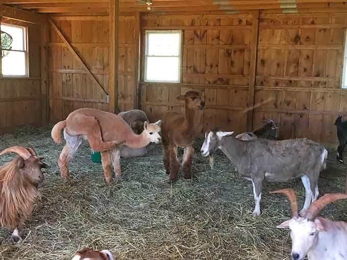 Welcome to Poplar Spring Animal Sanctuary, where rescued farm animals get their happily-ever-after in beautiful Poolesville, Maryland.