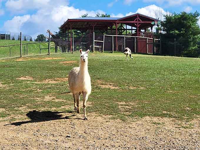 Standing proud like a welcoming committee of one, this llama clearly takes its greeter duties very seriously.