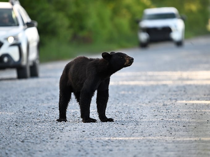Traffic jams take on new meaning when a black bear decides it's their turn to use the road.