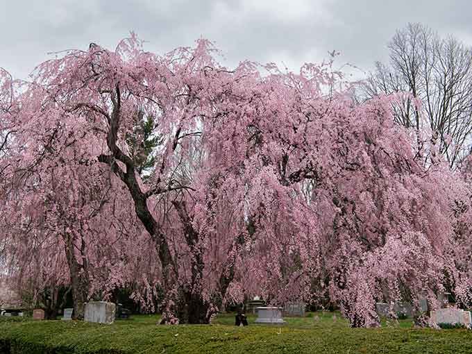 When cherry blossoms create a pink canopy over peaceful pathways, you know you've found something special.